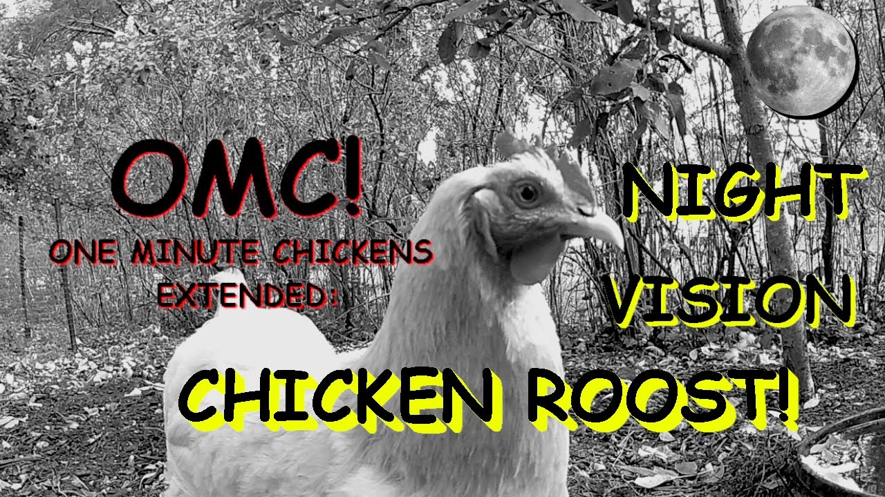 OMC! Night Vision Chicken Roost! Must See Chicken Action! #chickens # ...