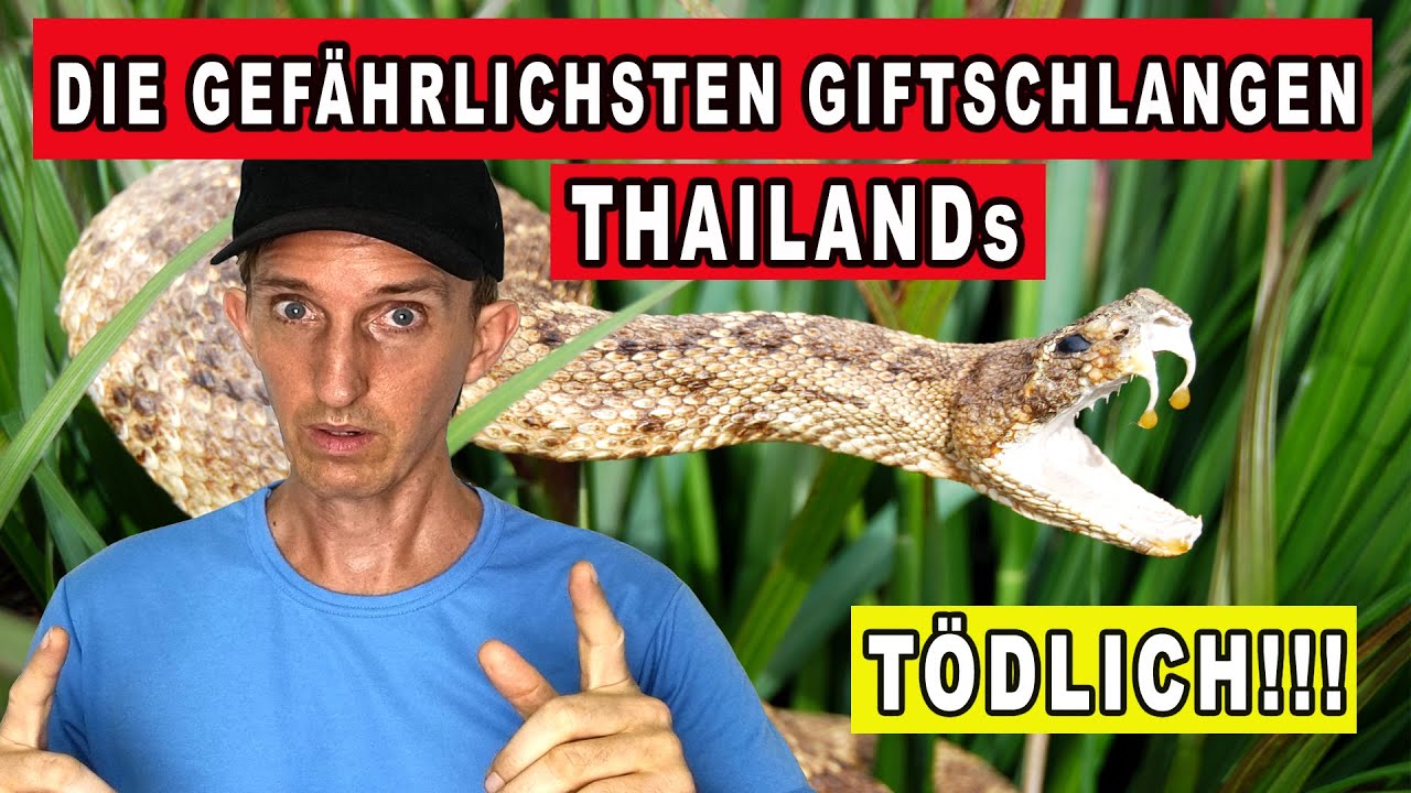 DIE 7 GEFÄHRLICHSTEN GIFTSCHLANGEN IN THAILAND [Leben in Thailand ...
