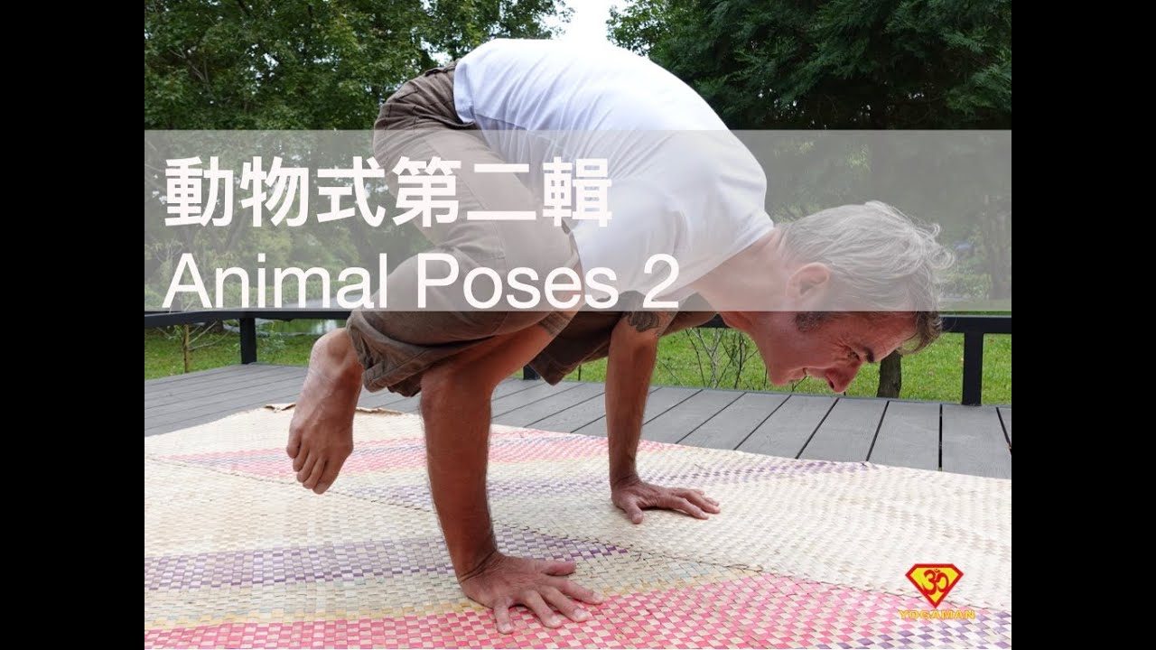 Yoga Animal poses Part 2 English - Yogaman Taiwan - YouTube