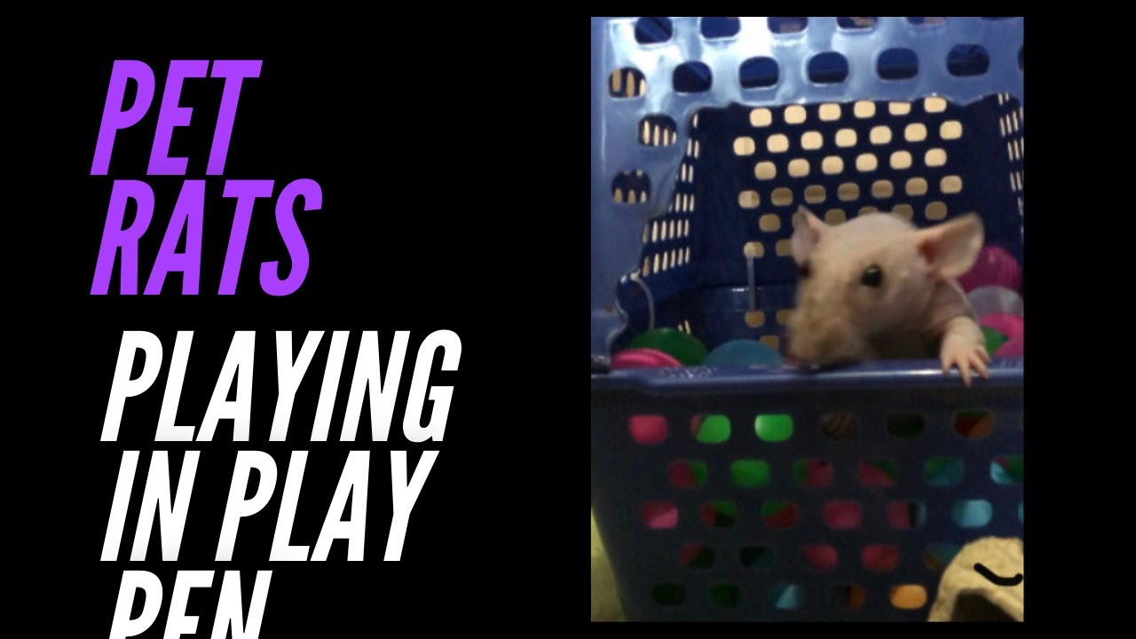 Pet rats playing in play pen - YouTube