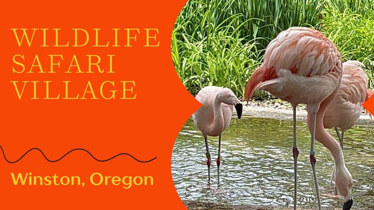 Exploring the FREE Wildlife Safari Village ~ Winston, Oregon - YouTube