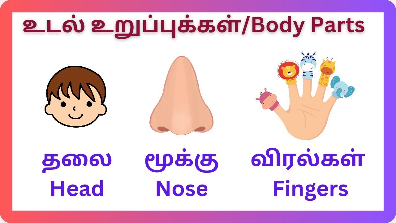 Body parts Name in English and Tamil | உடல் உறுப்புக்கள் | Learn body ...