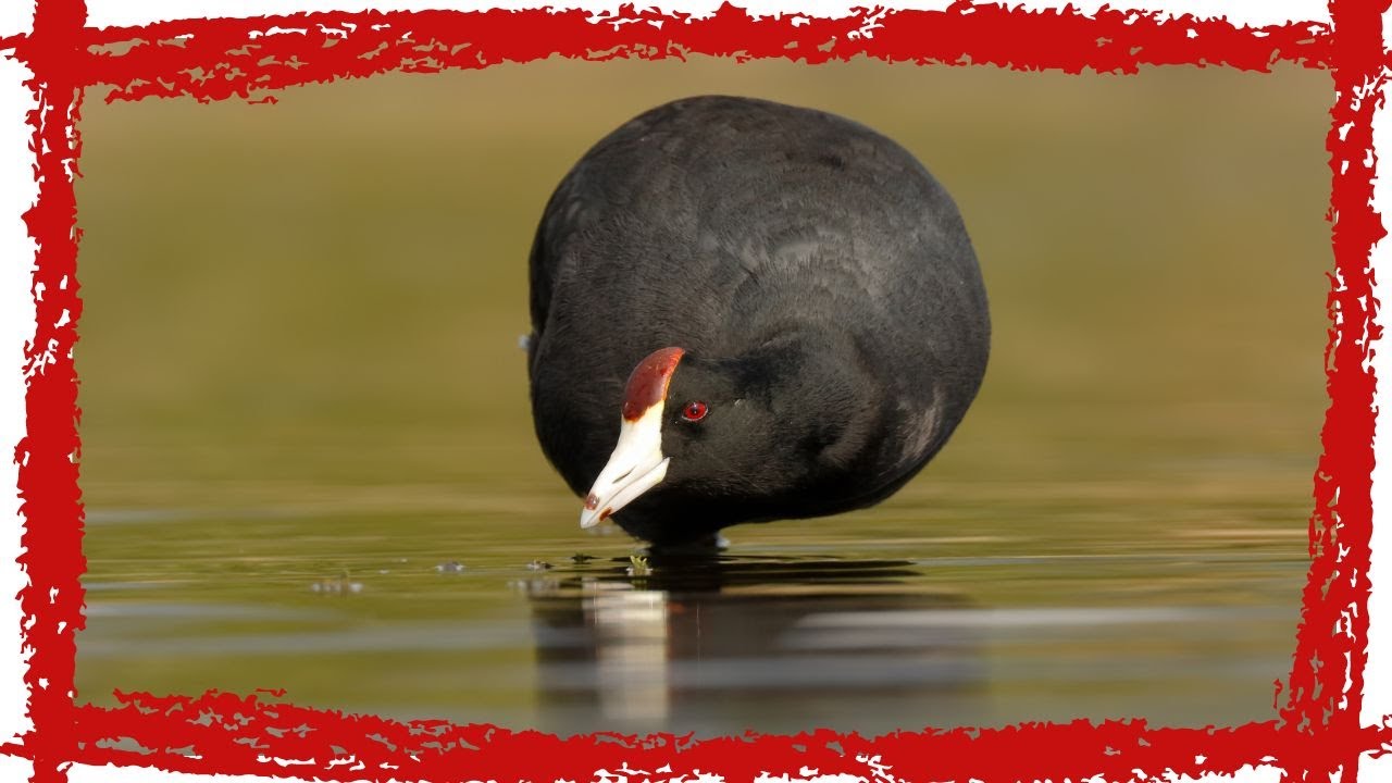 Hawaiian Coot (Fulica alai) Call| Hawaiian Coot Sound | Hawaiian Coot ...