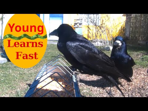 Feeder Standoff: Young Rook Outranked