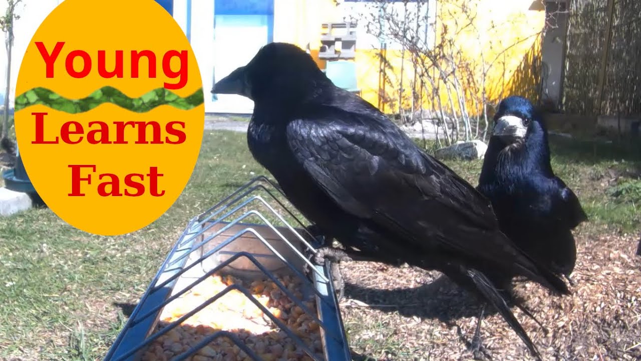 Dominance Display: Alpha Rook vs. Raven at the Feeder - YouTube