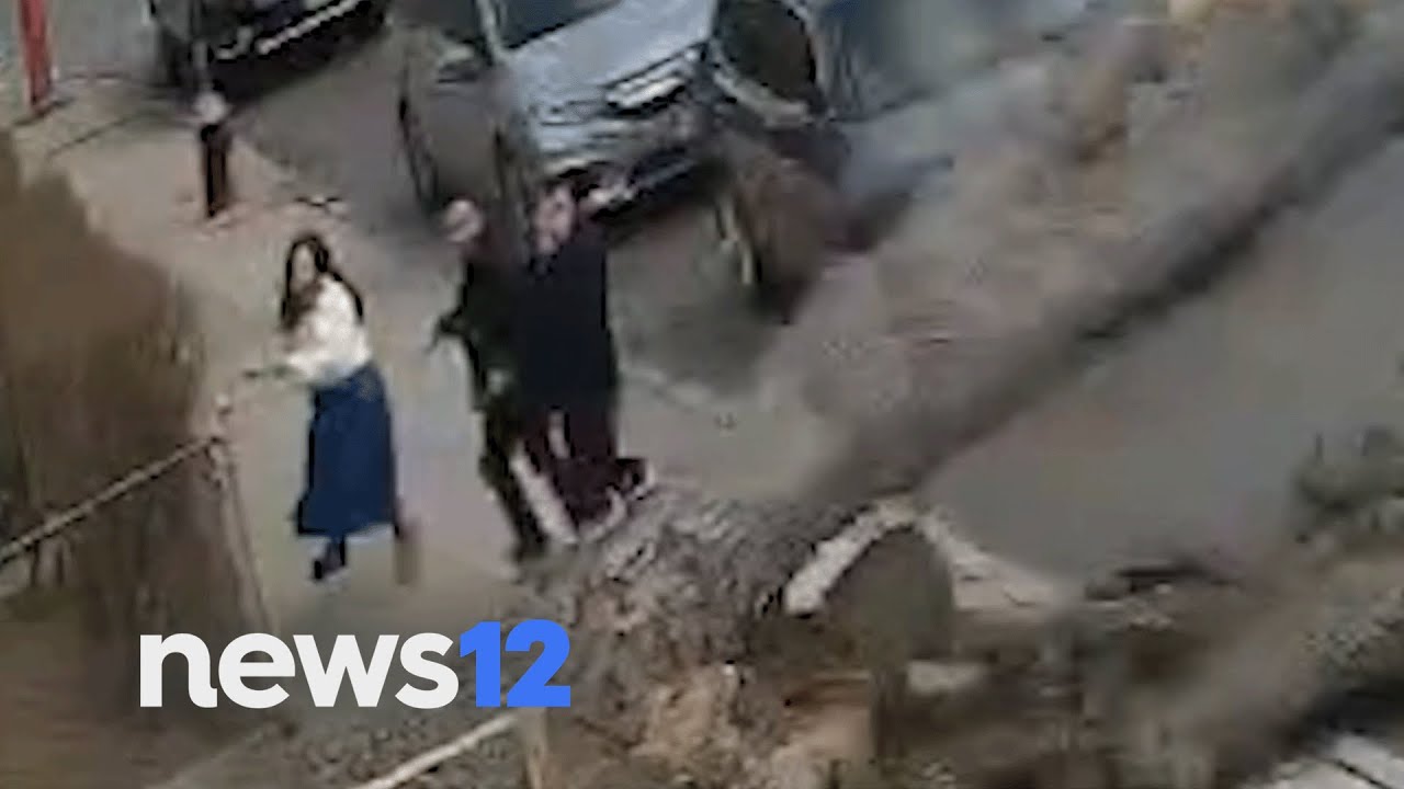3 people nearly crushed by falling tree in Brooklyn | News 12 - YouTube