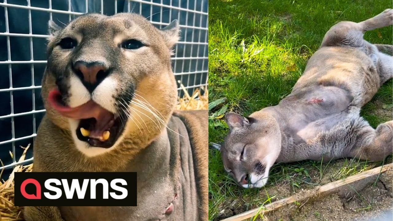 Puma named Nigel makes a recovery after having his front-left leg ...