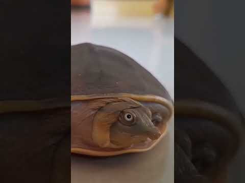 cute turtle reaction#shorts - YouTube