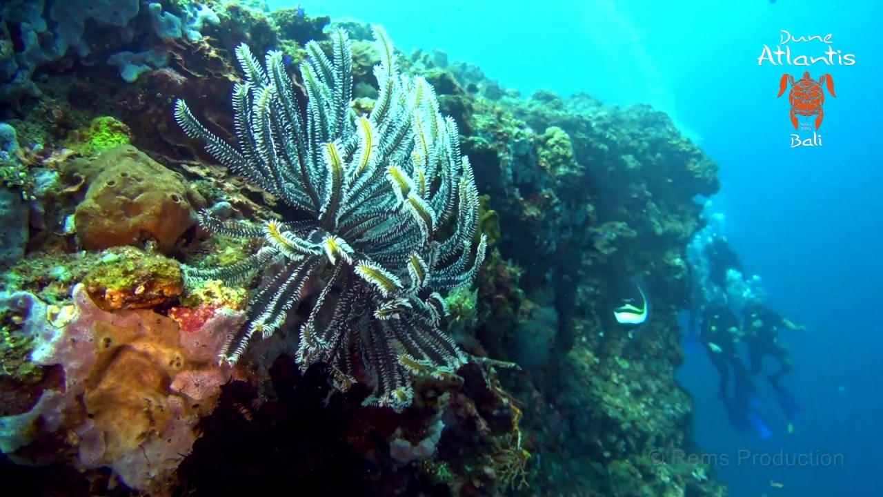 Atlantis Bali Diving in Drop Off, Tulamben 16 May 2017 - YouTube