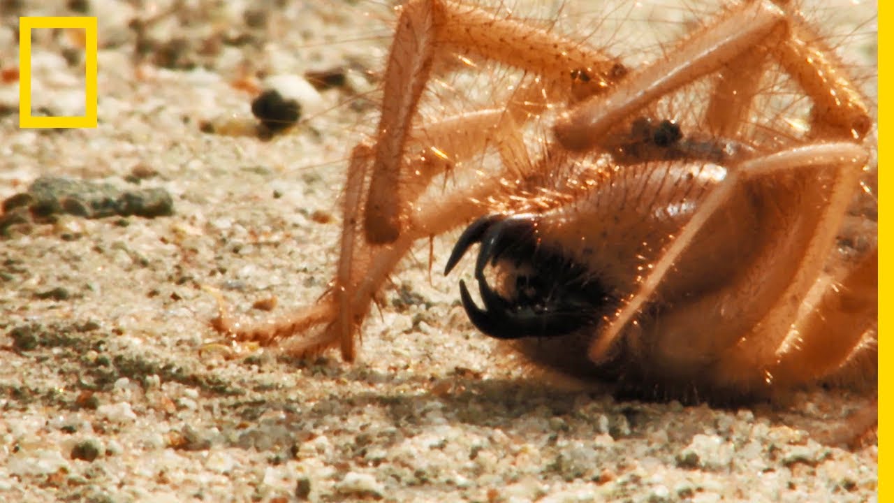 La redoutable particularité du solifuge - YouTube