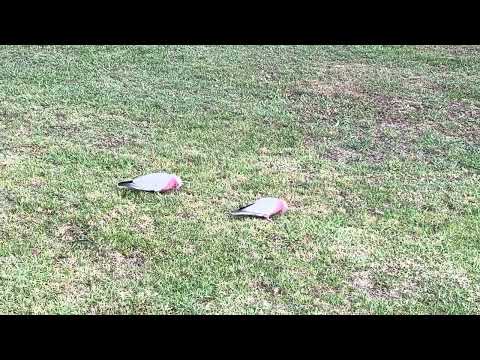 Australian’s pink neck parrots doing what ? - YouTube
