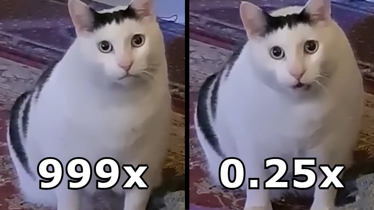 Huh Cat, but it's 0.25x vs 999x speed - YouTube