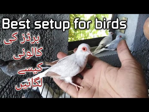 #FINCH#JAVA#DOVES#COCKTEIL Best birds how to make colony setup for java ...