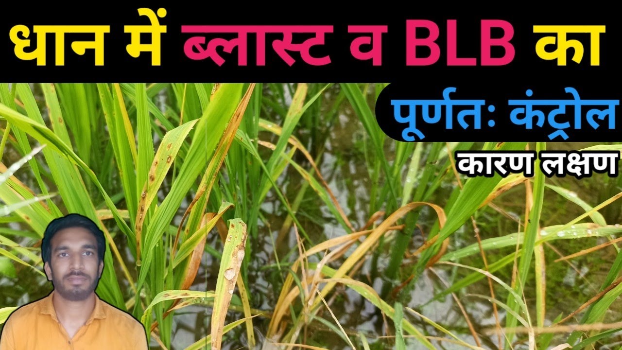 धान में ब्लास्ट व BLB का पूरा इलाज || control of blast and blb in paddy ...