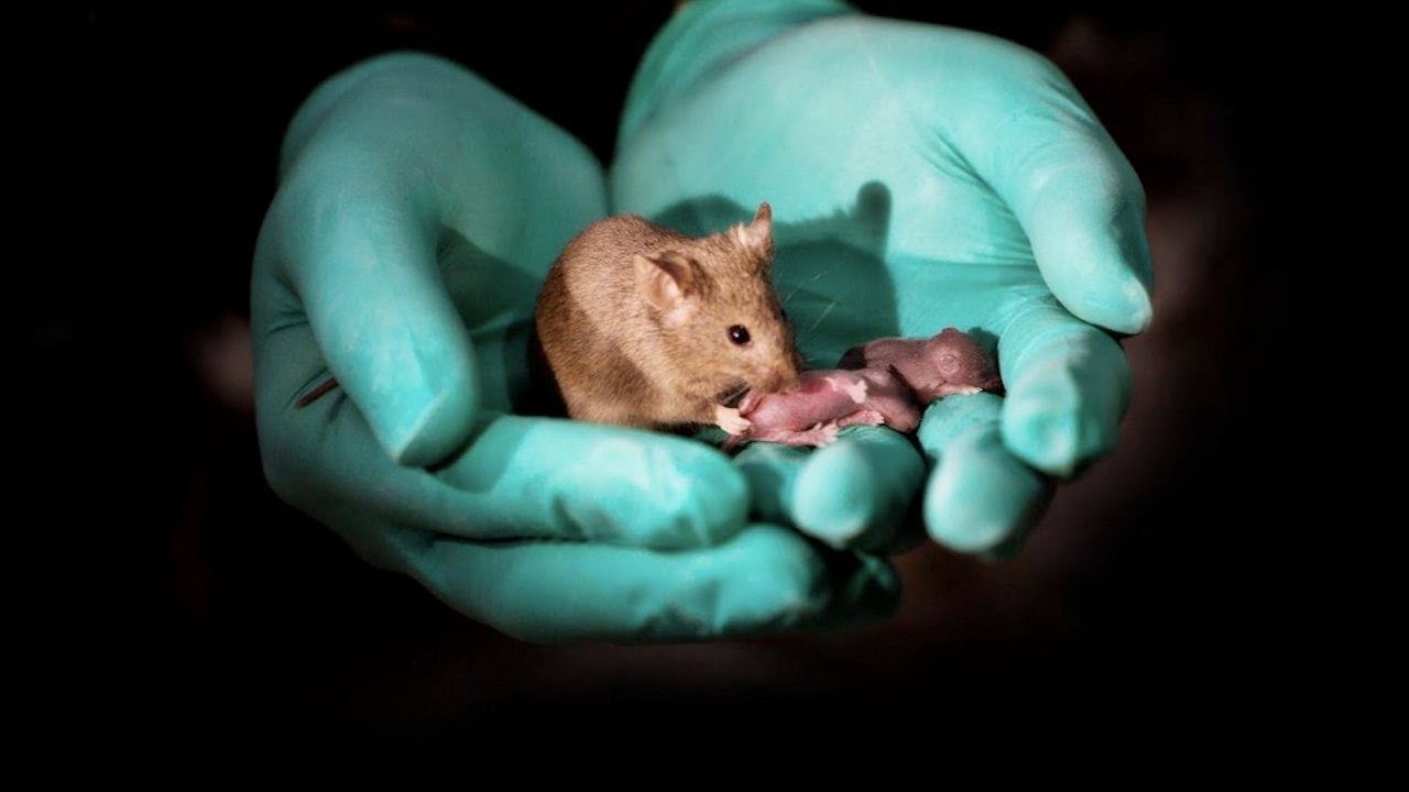 Same-sex mice give birth through gene editing - YouTube