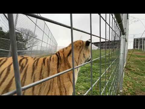 Sebastian Tiger (Memorial Info in Description)