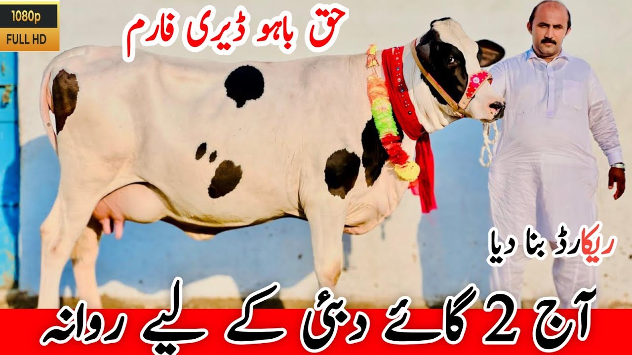 Dubai Delivery | Australian Cows - Jersey cows - Garlando cows - Haq ...