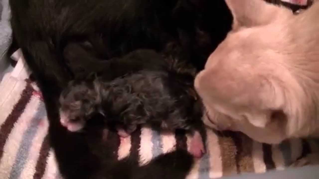 Cat giving birth to 5 Kittens! Farm Cats! - YouTube