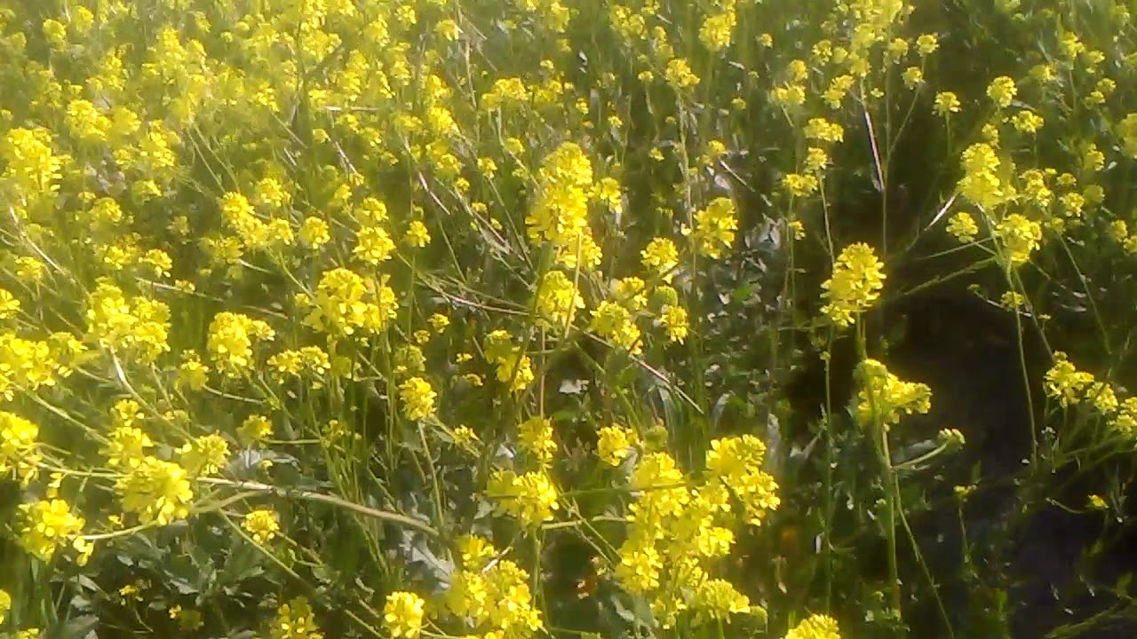 Hardal çiçeği otunun hardal otunun faydaları çayının yağının faydaları ...