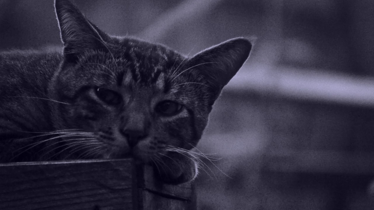 mr. meow meow - YouTube