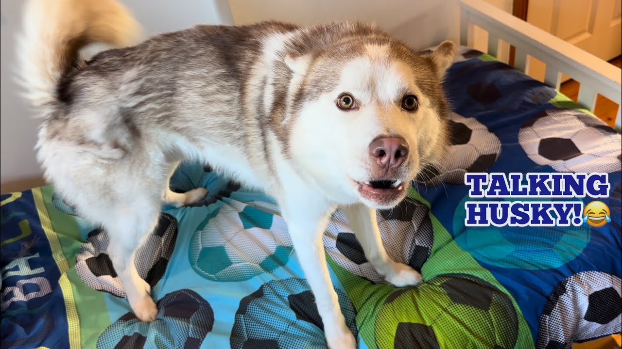 Talking Husky Argues With Dad Refusing To Leave! He’s Hilarious!! - YouTube
