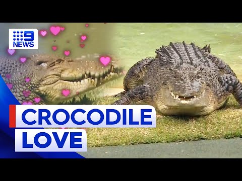 New research delves into love languages of crocodiles | 9 News ...