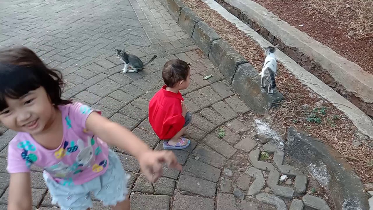 Serunya main dengan kucing - YouTube