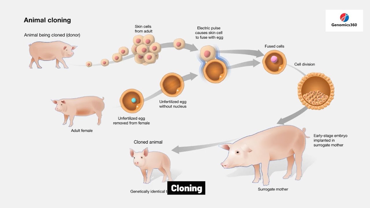 Cloning - YouTube
