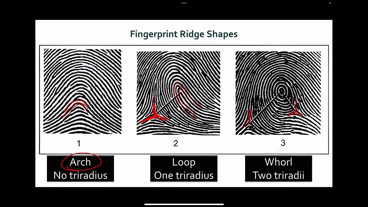 Polygenic Fingerprint Lab Introduction Sp25 - YouTube