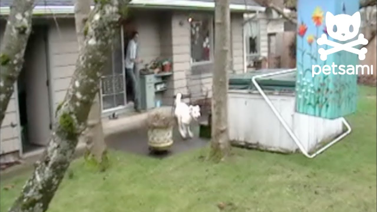Dog runs up tree to pull down branch - YouTube