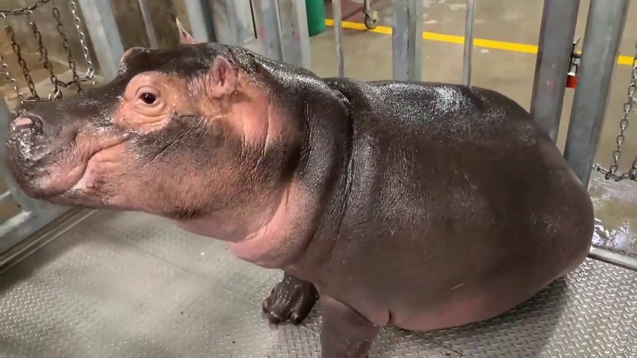 Cincinnati Zoo's Fiona the Hippo reaches new milestone, weighs 1,000 ...