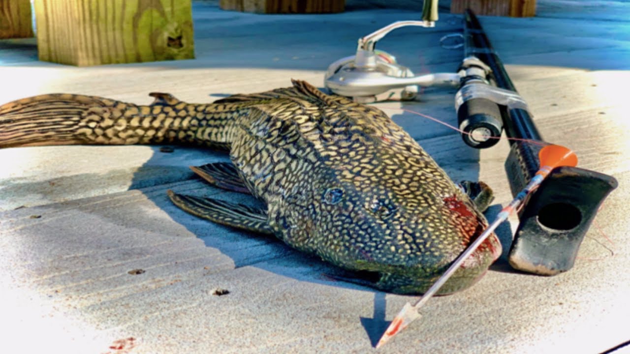 Blowgun Fishing Invasive Sucker Fish - YouTube