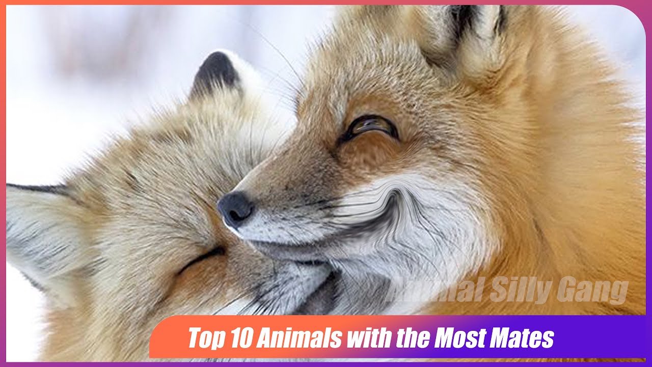 Top 10 Animals with the Most Mates – Nature’s Biggest Players - YouTube