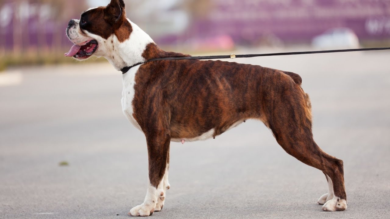 Establishing Harmony: Boxers & Cats in the Home - YouTube