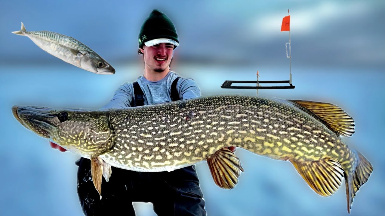 FEROCIOUS Pike Crush Deadbait! - Ice Fishing Northern Canada - YouTube