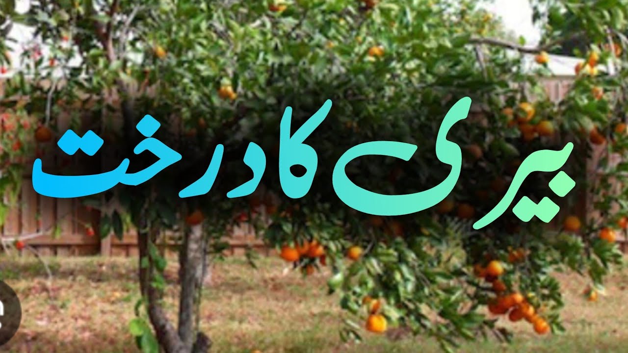 Bayri ka darakhat - YouTube