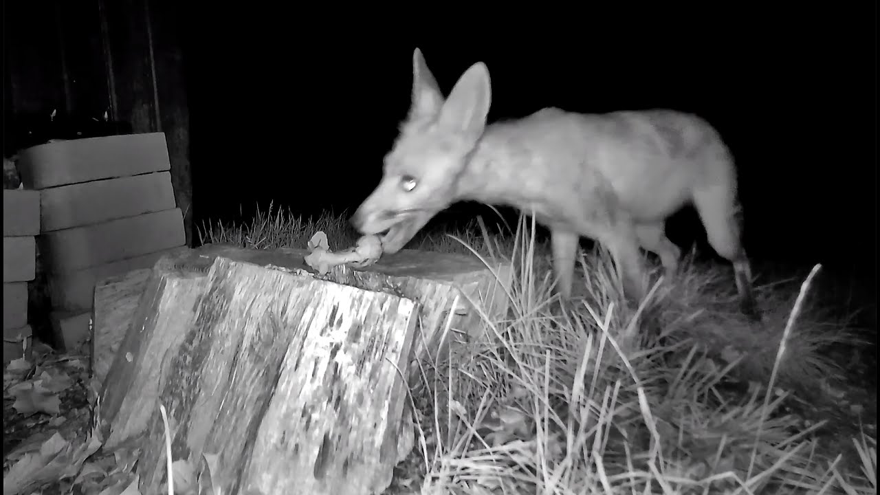 Foxes - Compilation of Several Foxes Caught on Trail Camera - YouTube