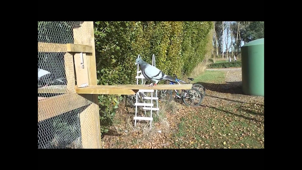 Racing Pigeons First Fly - YouTube