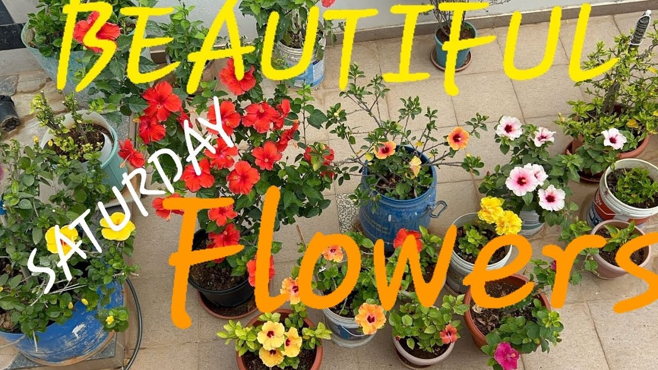 🔴🙏 BEAUTIFUL GARDEN FLOWERS/SATURDAY FLOWERS HIBISCUS 🌺 🌿🌿🌿 - YouTube