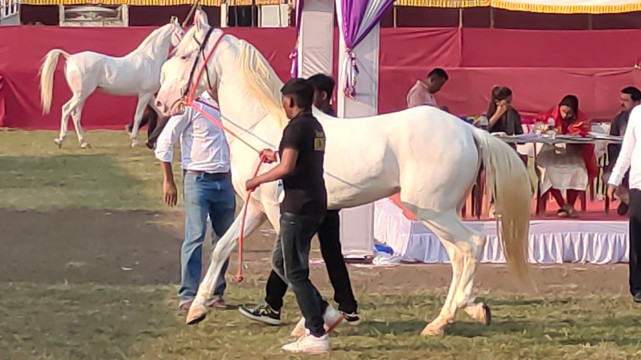 nukra horse show in Akluj 2022 | Akluj horse show in nukra catagory ...