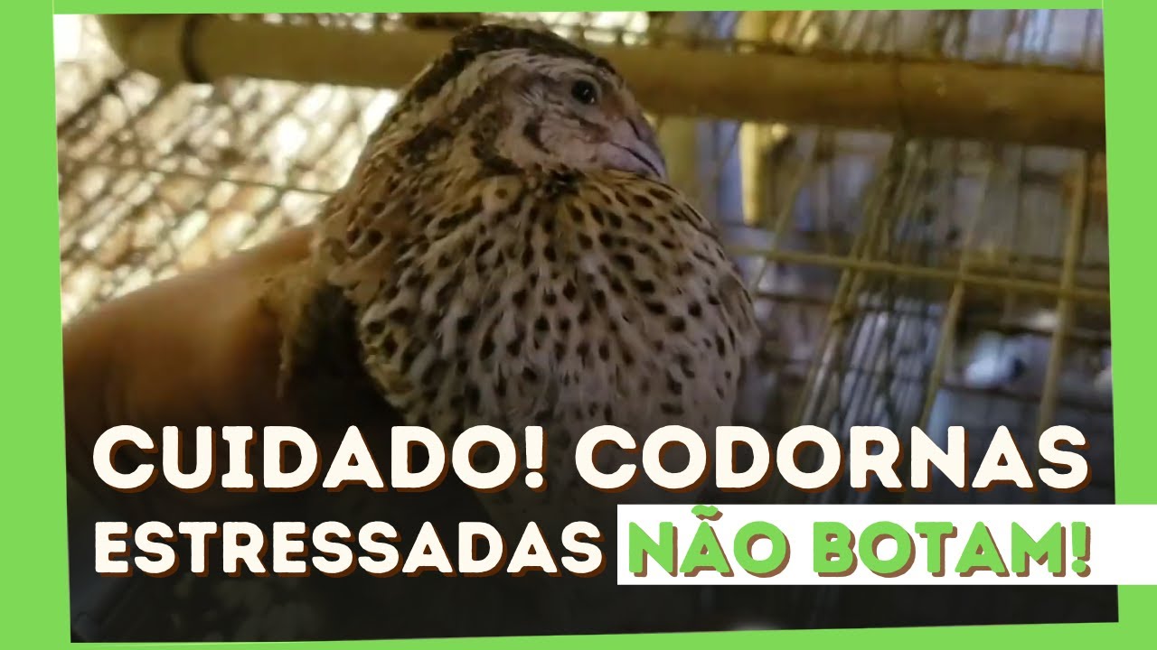 3 Dicas de Adaptação das CODORNAS para iniciarem a POSTURA - YouTube