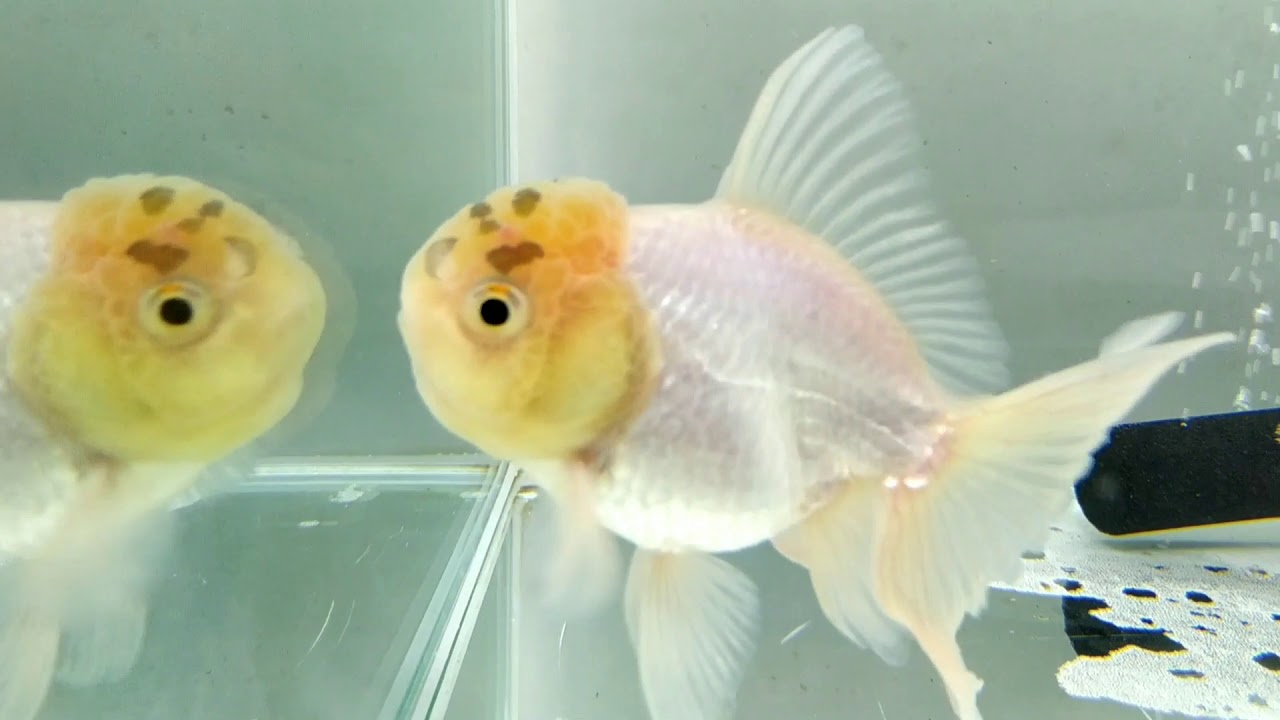 Ikan Mas Koki Oranda Panda 10-11 cm IKANESIA FRESHWATER FARM - YouTube