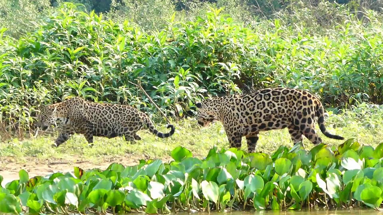 Jaguar Fight. Jaguar Courtship in Brazil's Pantanal. - YouTube