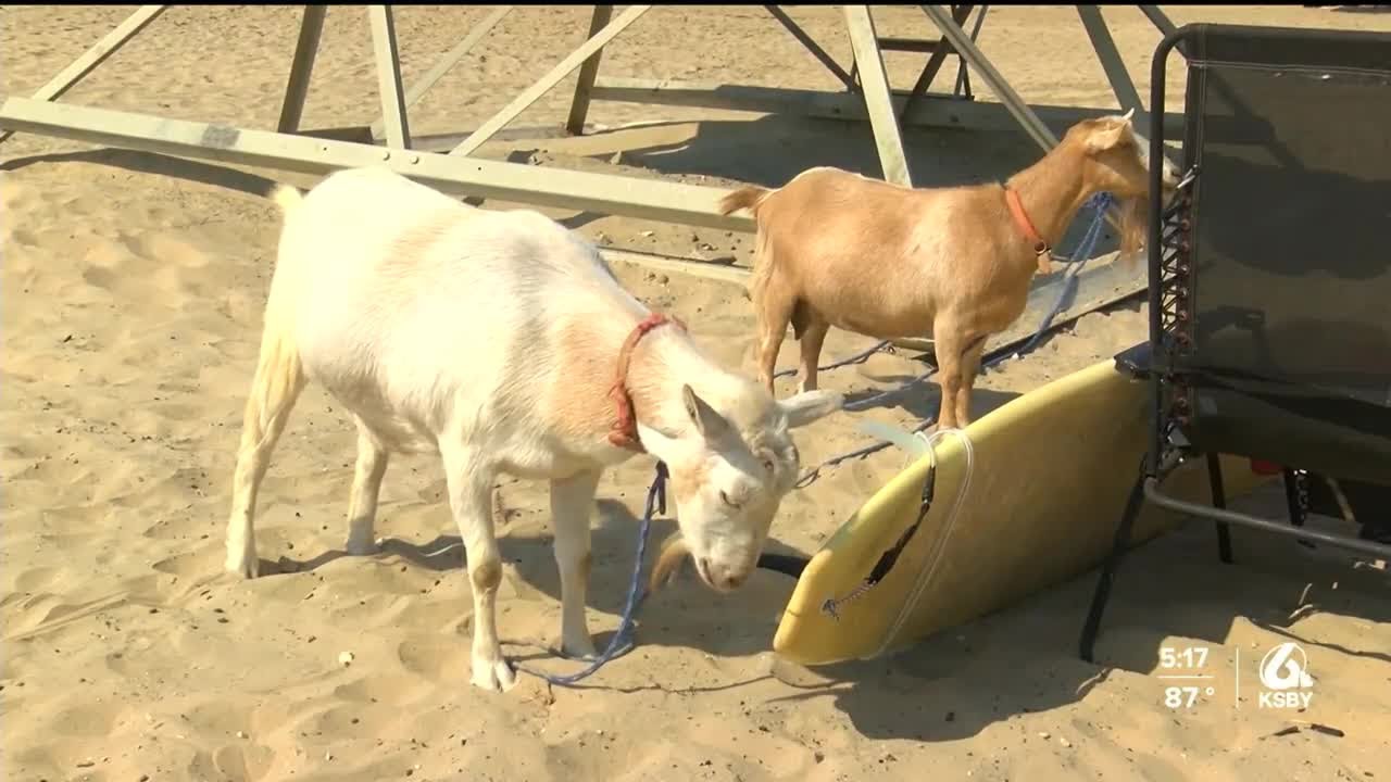 Celebrating Surf Goat Day in Pismo Beach Friday - YouTube