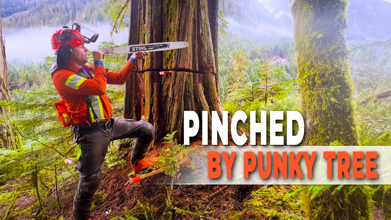 54. Pinched On A Large Cedar | 5 Frozen Waterfalls 200+ft high - YouTube