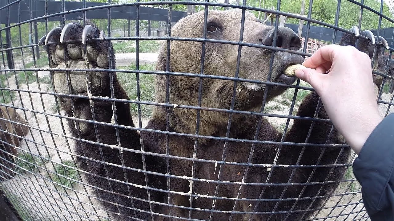 Brown Bear Feeding Experience at Wildwood - YouTube