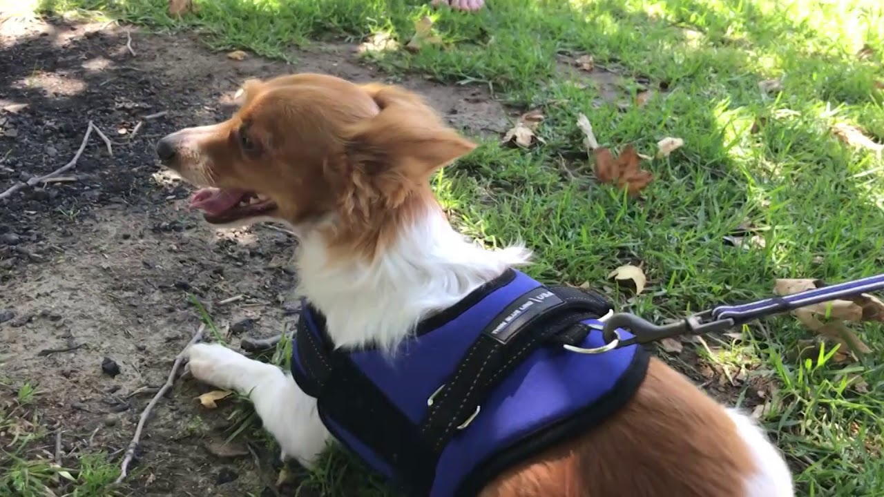 Toby Highlight Sequence - YouTube