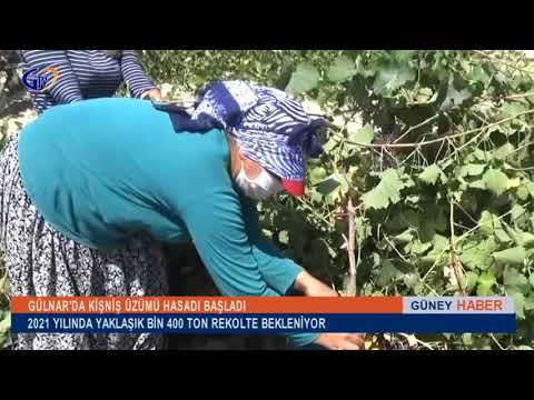 GÜLNAR'DA KİŞNİŞ ÜZÜMÜ HASADI BAŞLADI