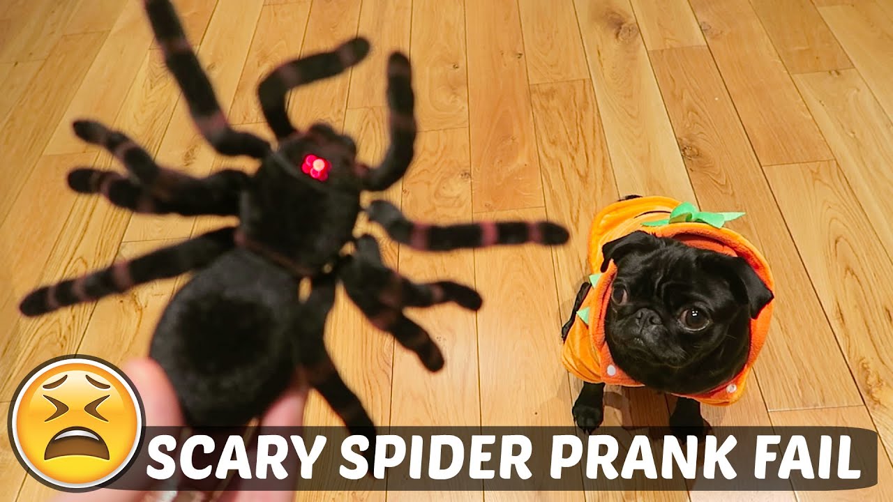 SCARY SPIDER PRANK FAIL - YouTube