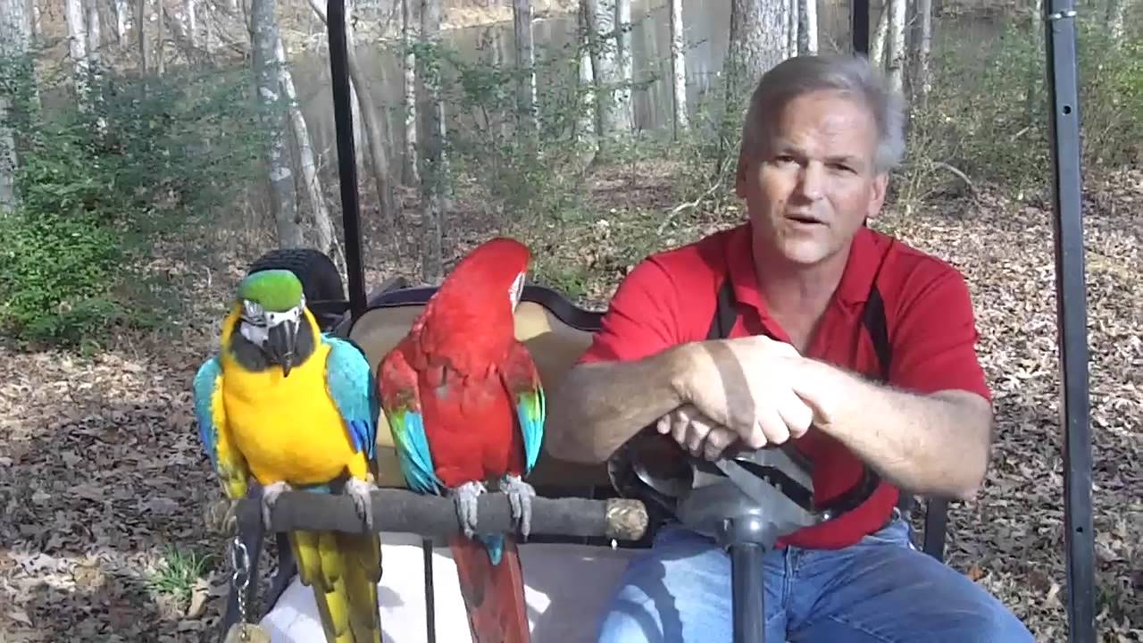The Helping Hand Parrot Training Tool System with Daniel Wal - YouTube